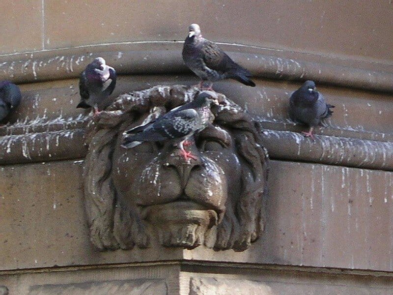 Pigeon Infestation Management | The Ex-Terminators