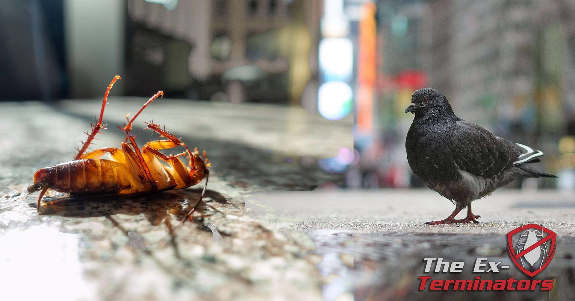 Effective Pest & Bird Control Methods | The Ex-Terminators