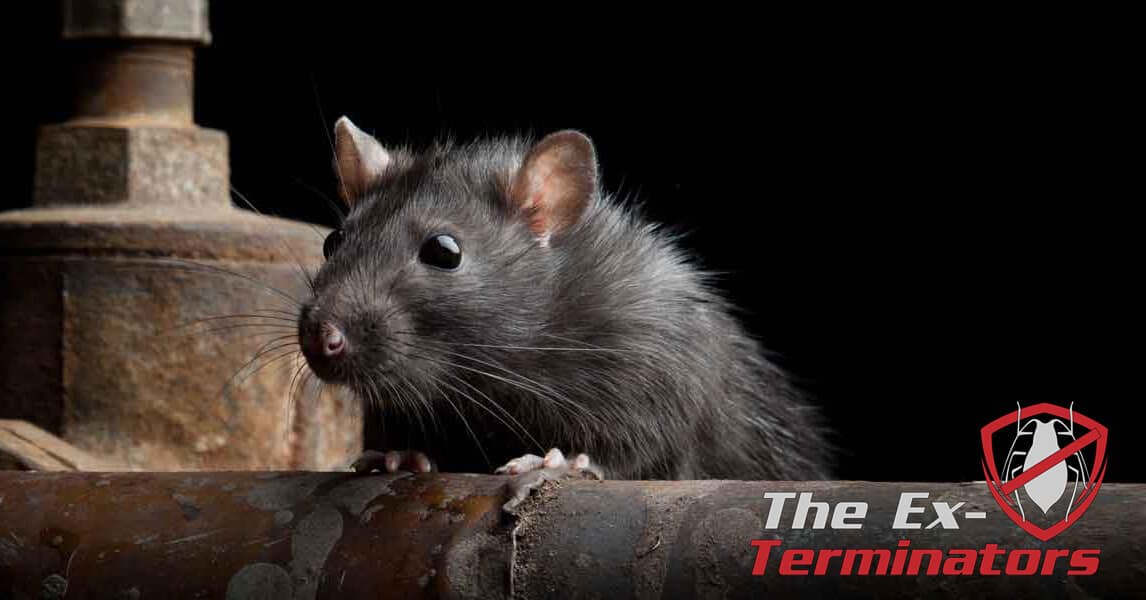 Preventing Rodent Infestations | The Ex-Terminators