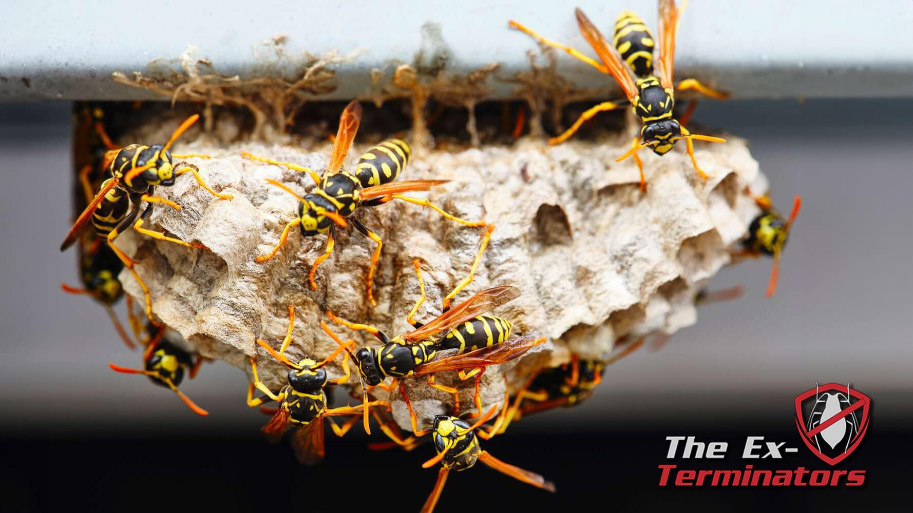 Buzzworthy Stinging Insects: The Ex-Terminators' Solutions